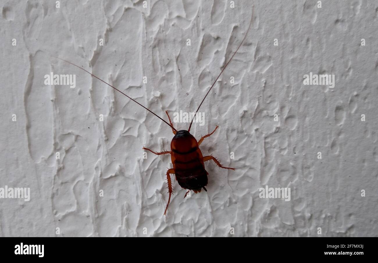 salvador, bahia, brazil - february 4, 2021: cockroach insect is seen in ...
