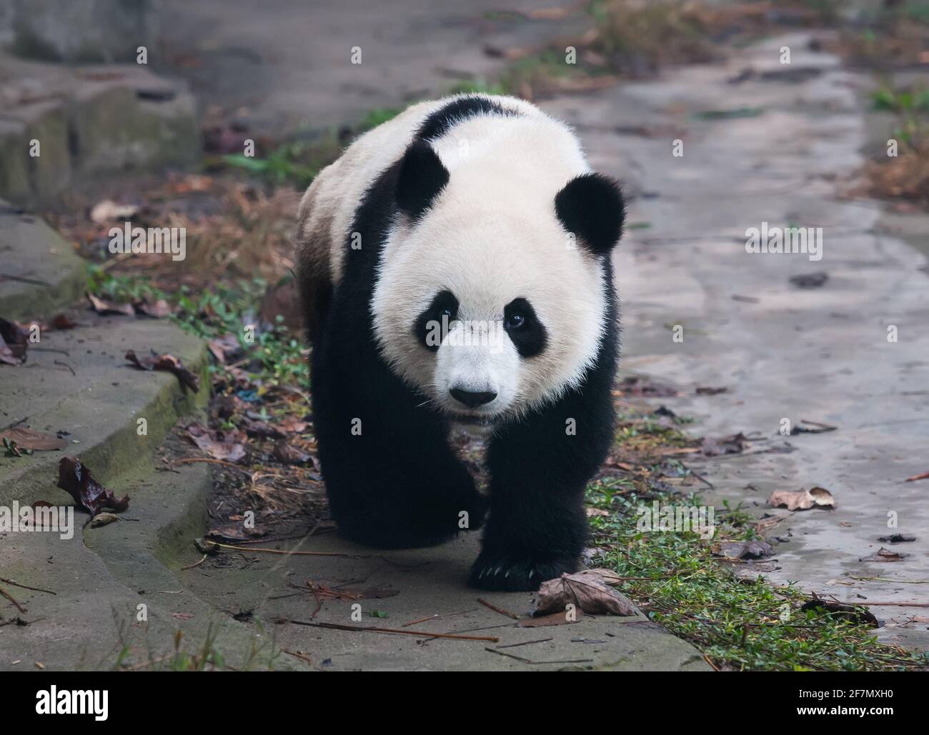 How Does A Panda Walk at Carolann Ness blog
