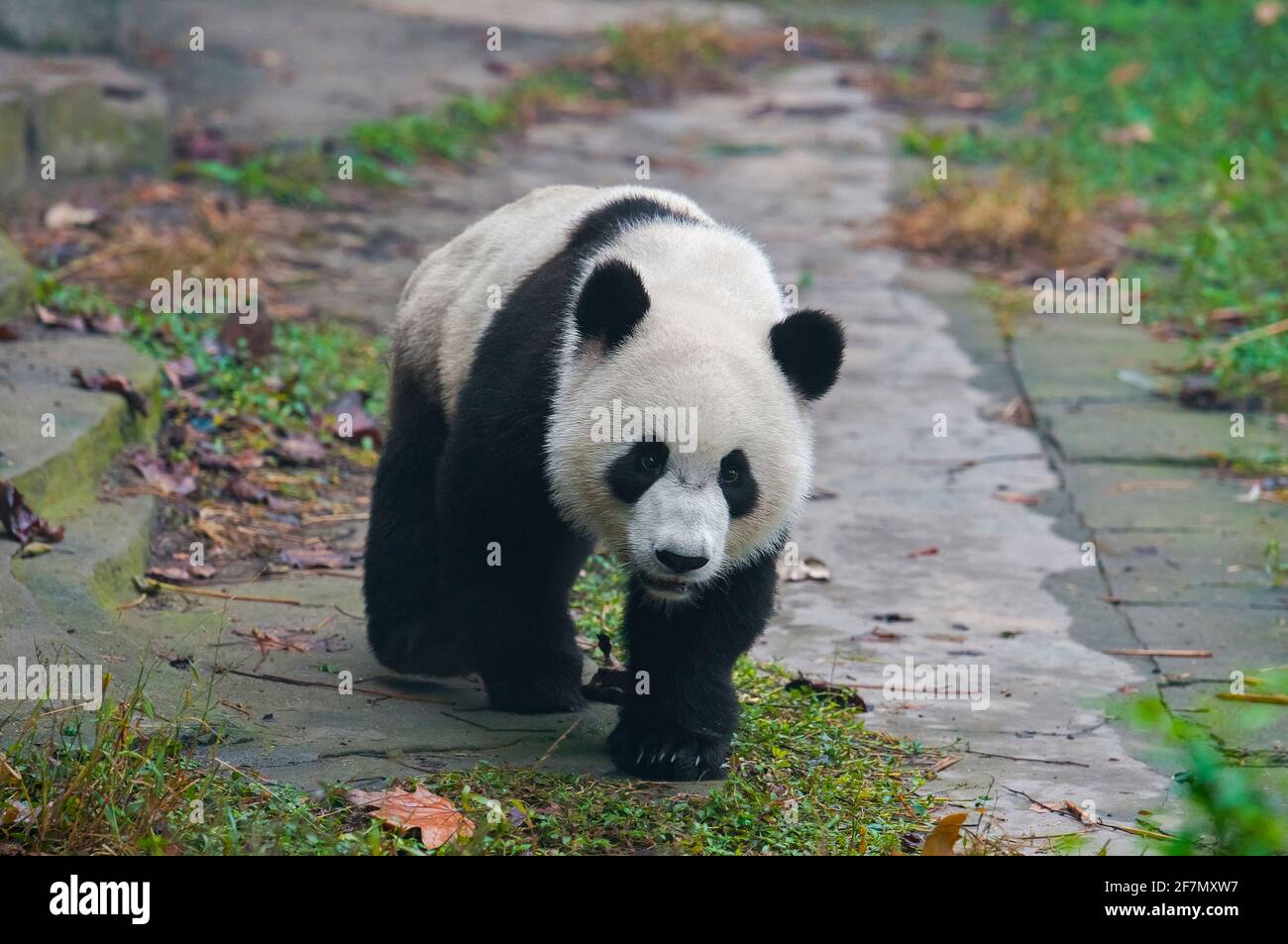Wild panda female china hi-res stock photography and images - Alamy