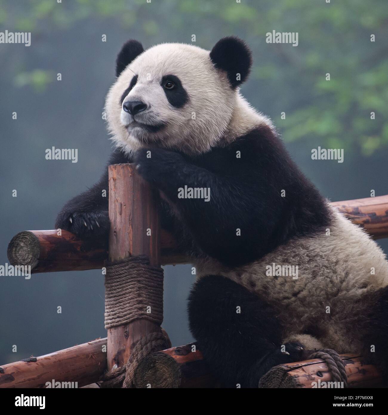 Panda posing for camera Stock Photo - Alamy
