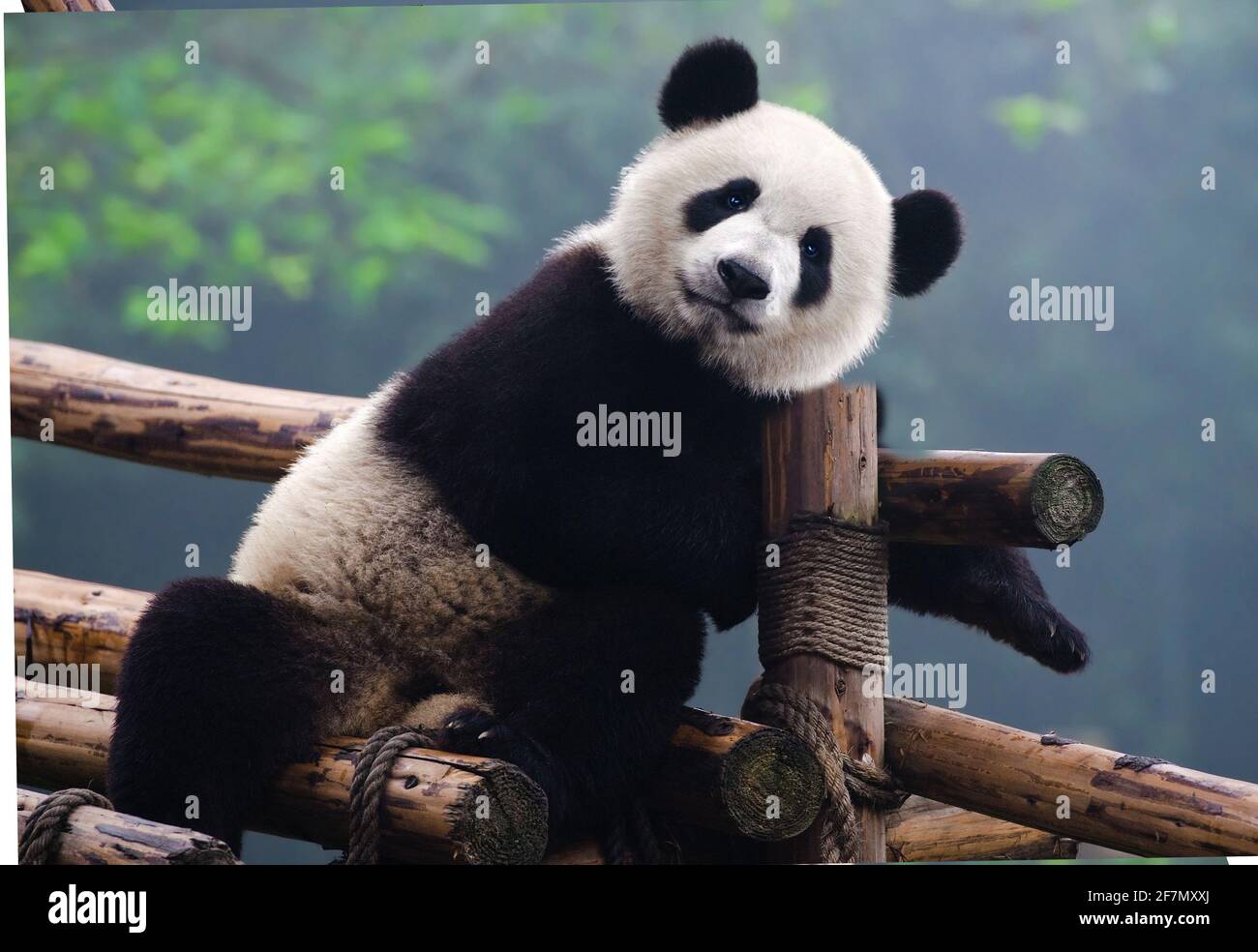 Panda posing for camera Stock Photo - Alamy