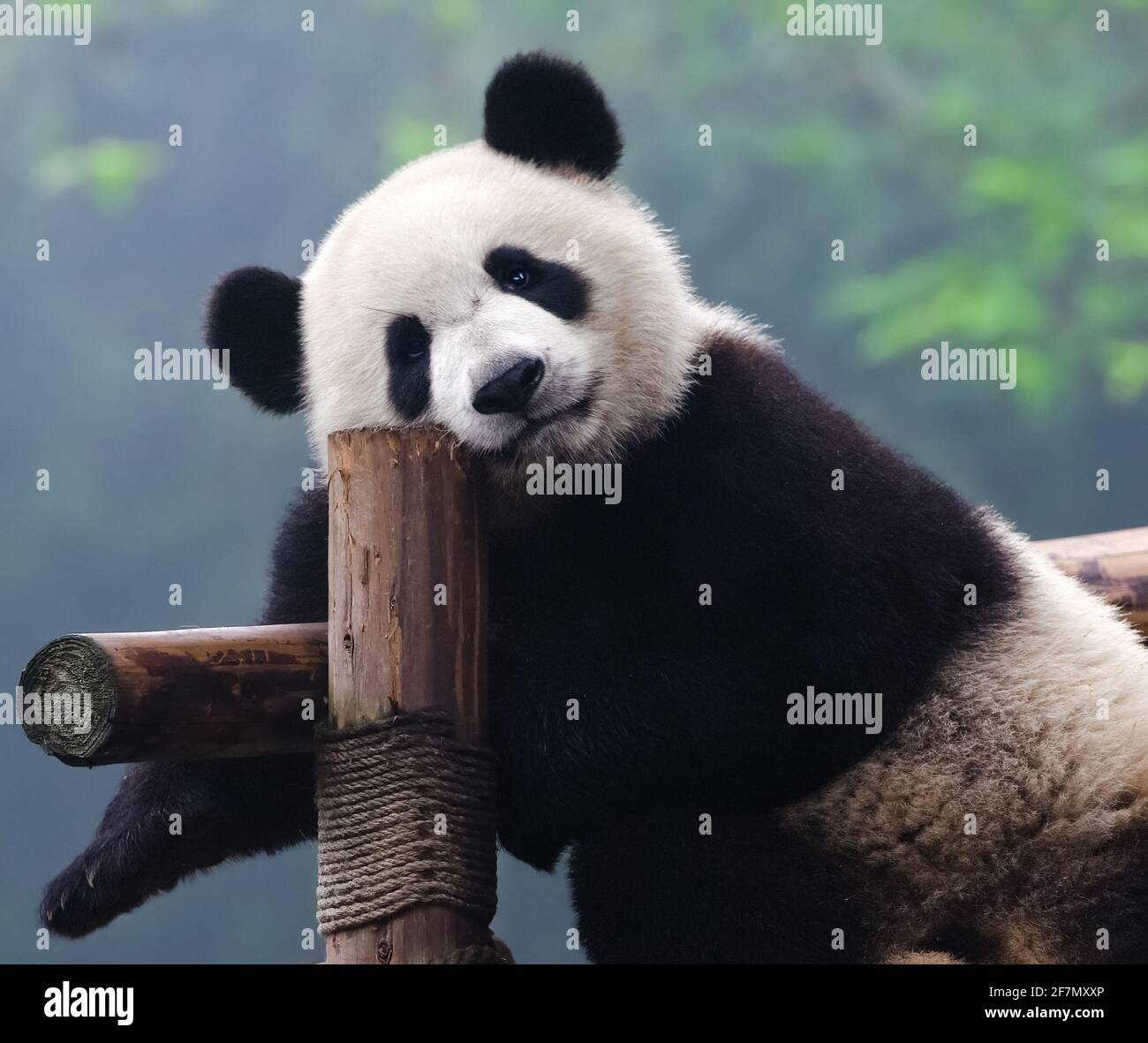Panda posing for camera Stock Photo - Alamy
