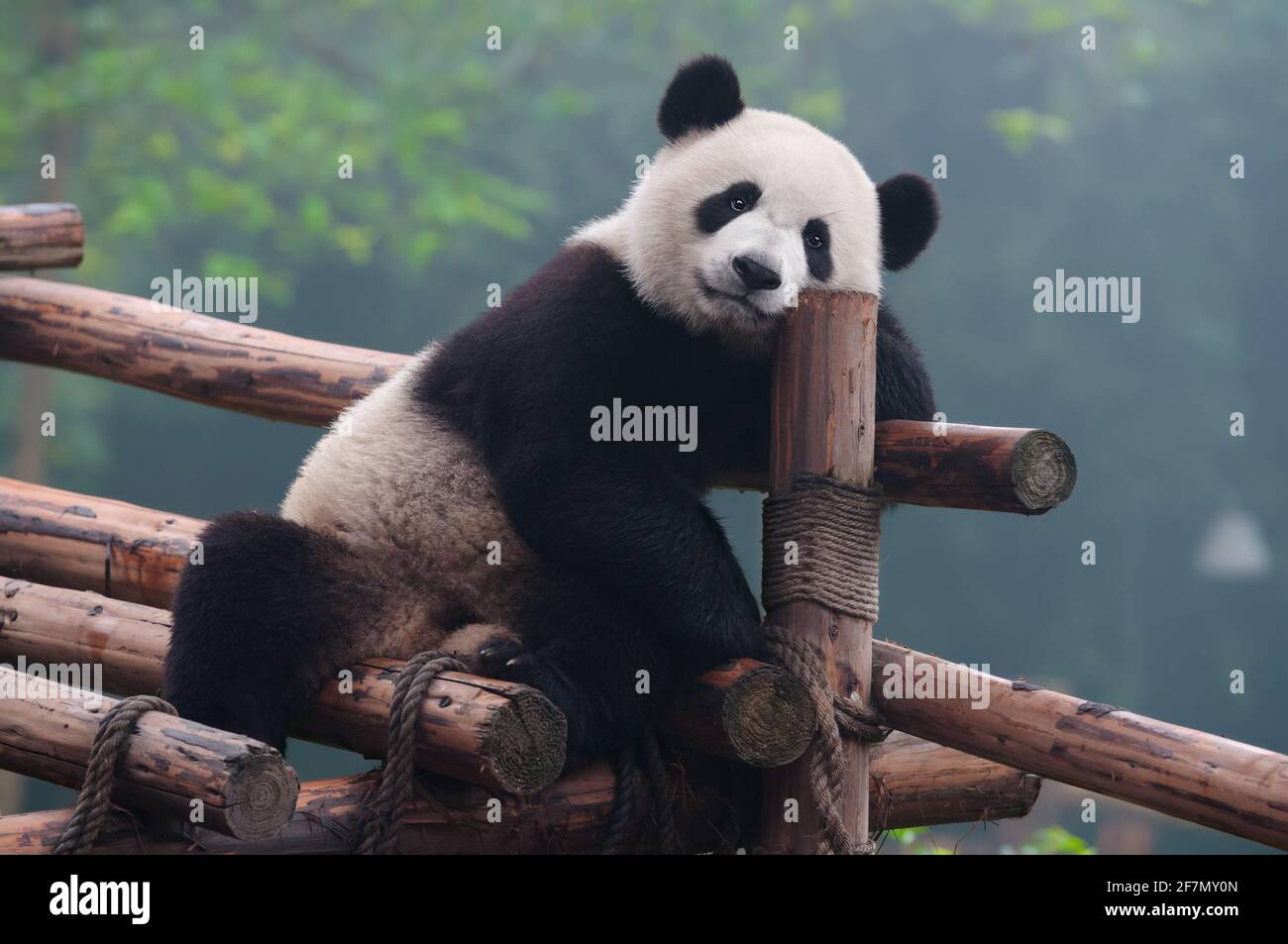 Panda posing for camera Stock Photo - Alamy