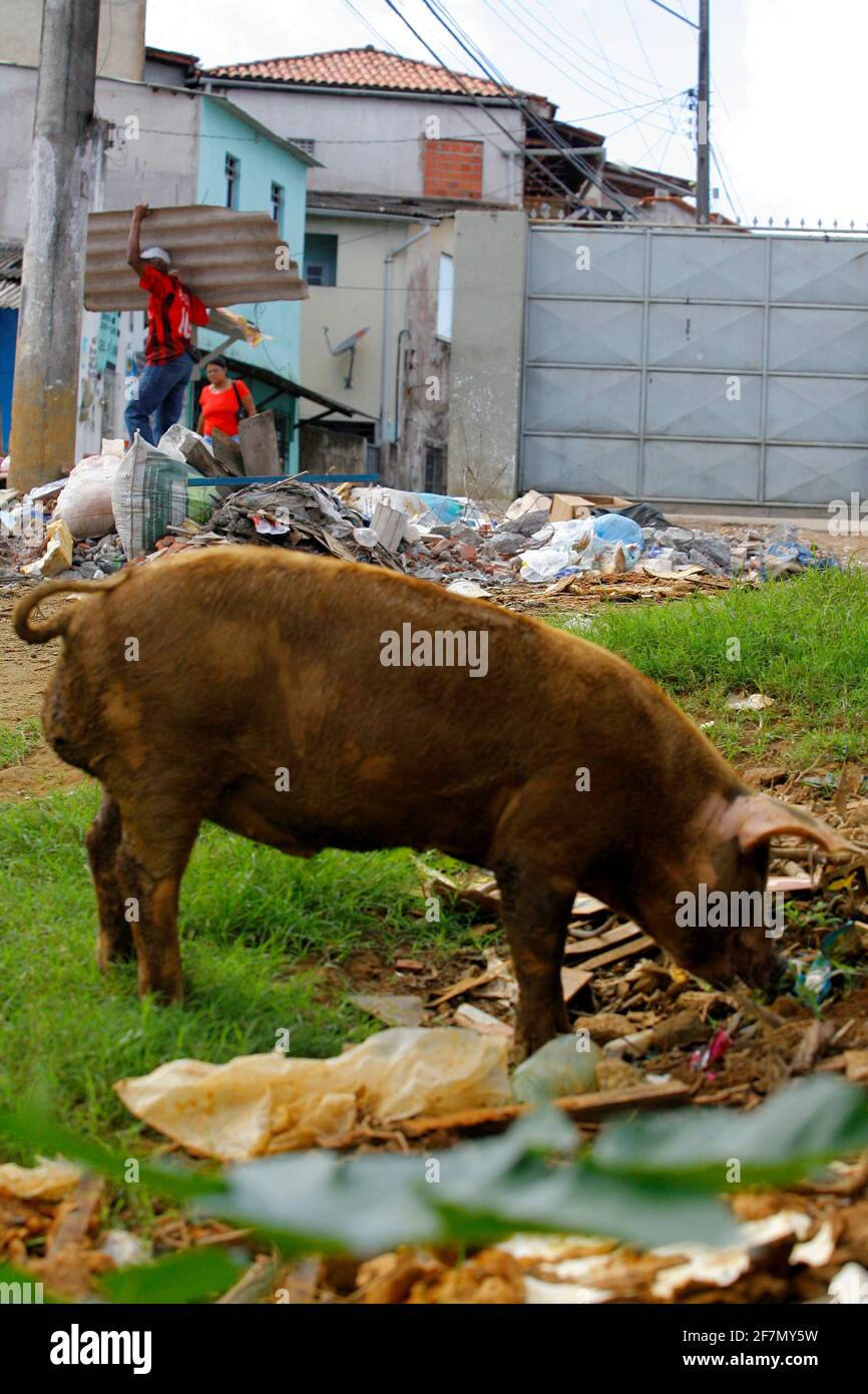 salvador, bahia / brazil - july 4 2013: Pig is seen loose on a public ...