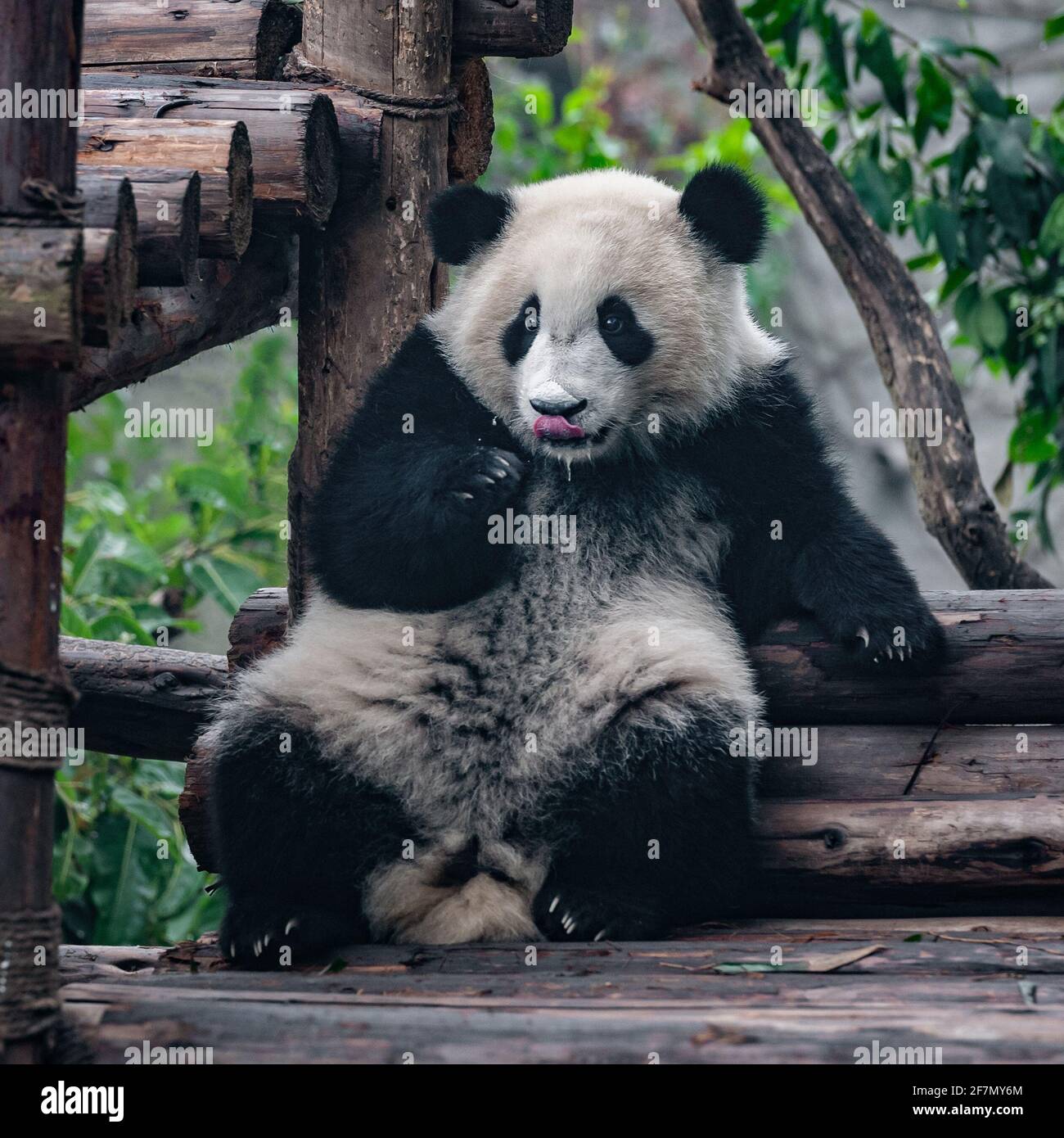 Hungry panda hi-res stock photography and images - Alamy