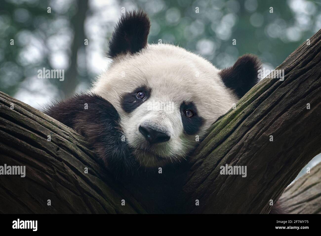 Close up of giant panda face hi-res stock photography and images - Alamy