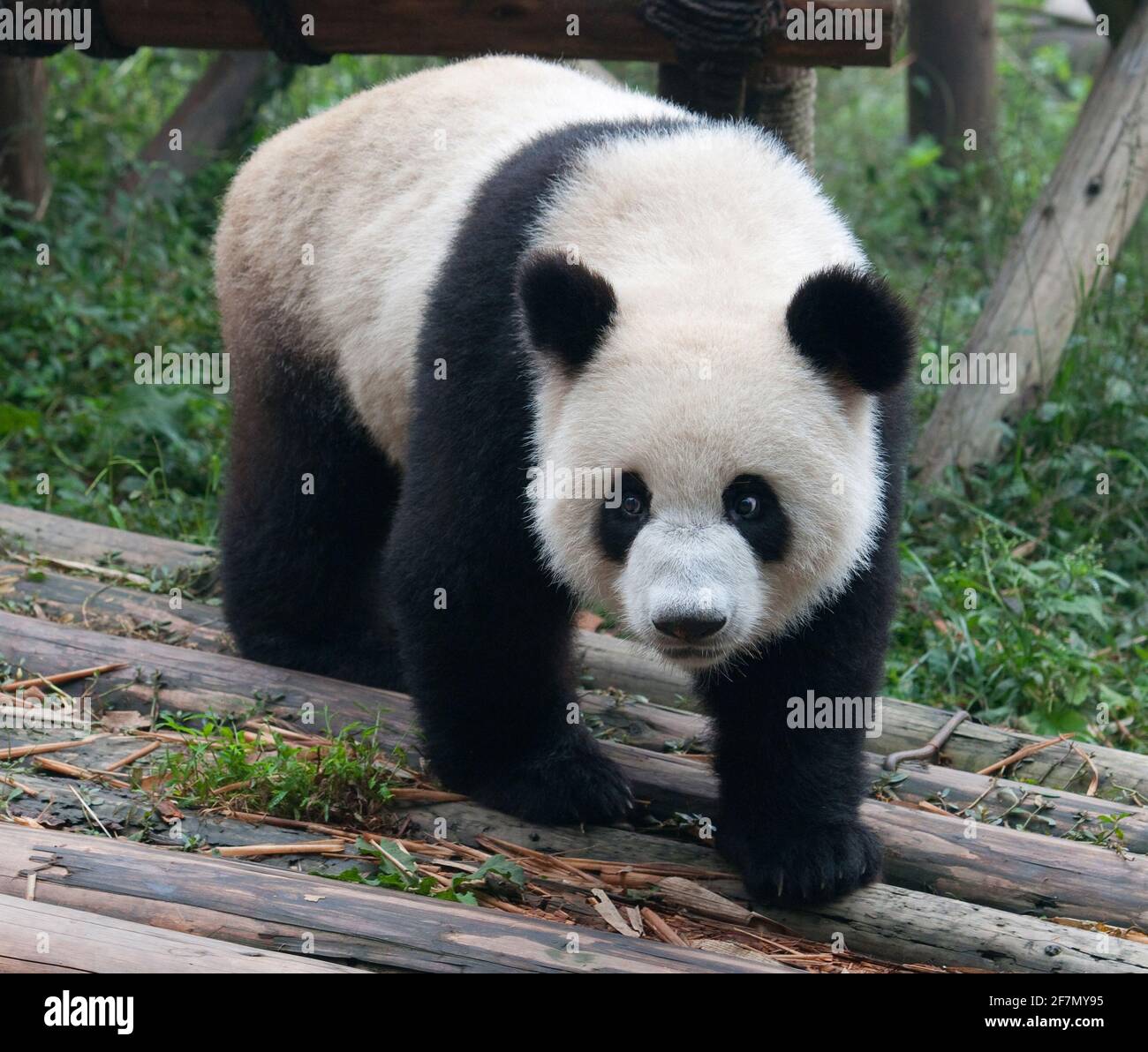 Panda bear on the walk Stock Photo - Alamy