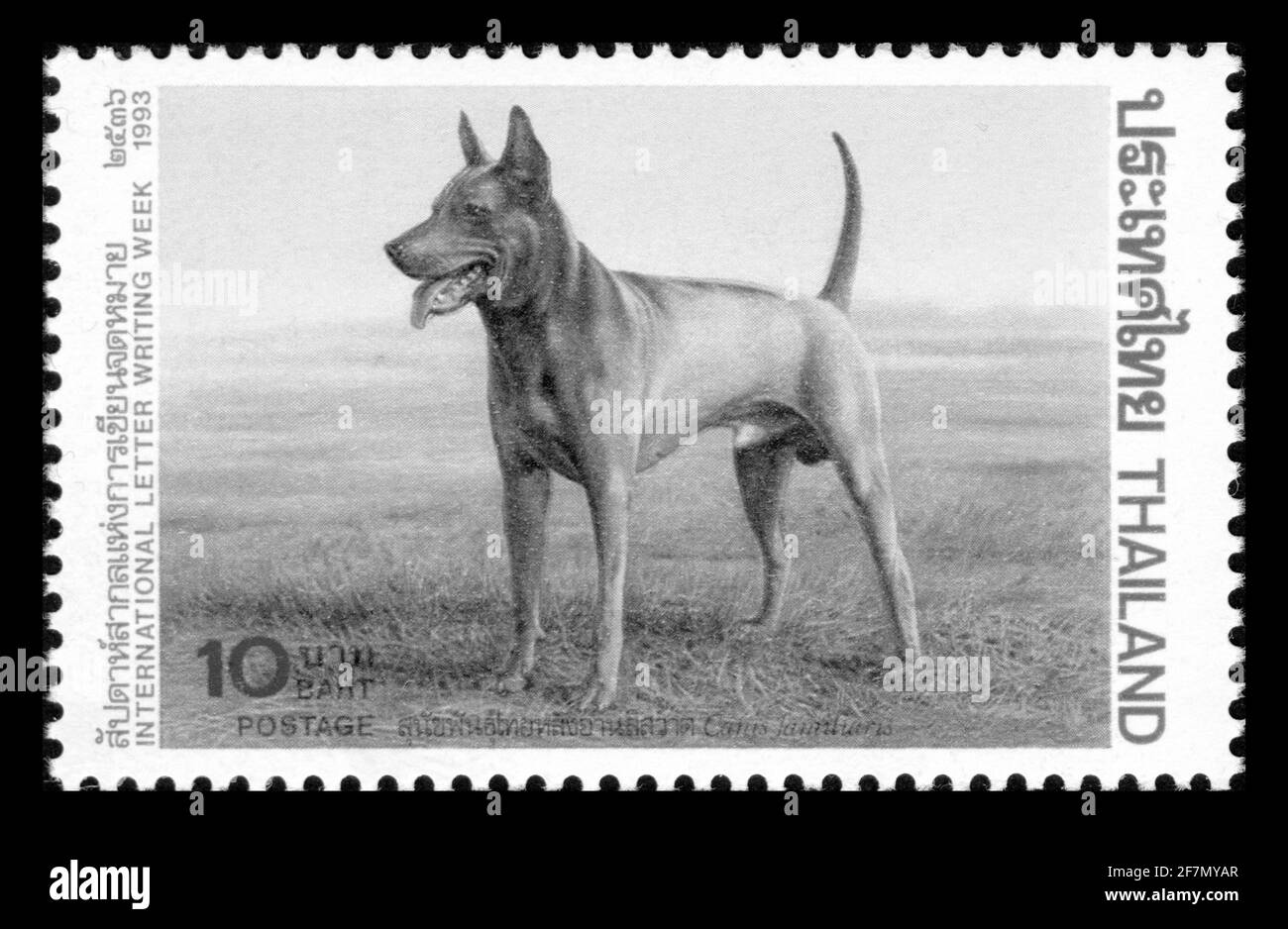 Thailand dogs hi-res stock photography and images - Alamy