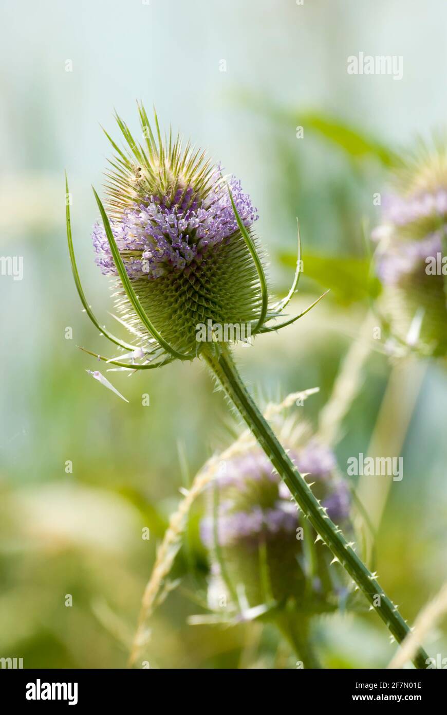 Teasel plant hi-res stock photography and images - Alamy