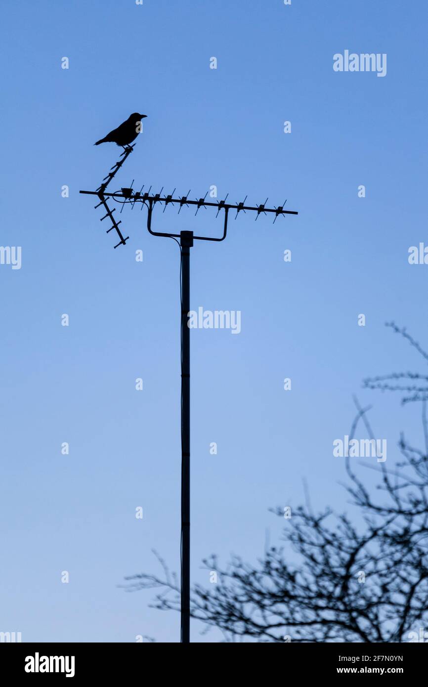 Aerial mast hi-res stock photography and images - Alamy
