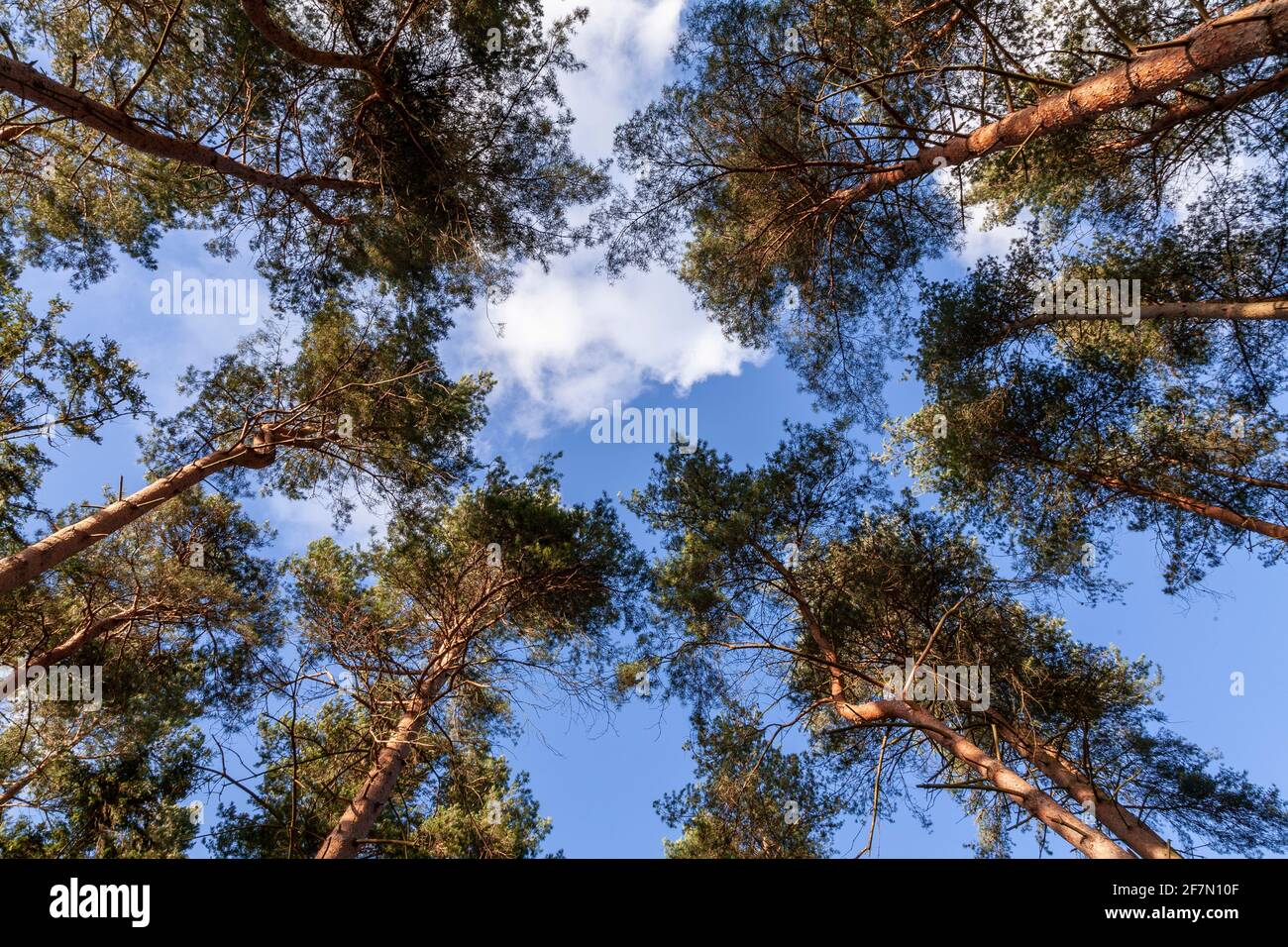 Pine trees in sunshine Stock Photo - Alamy