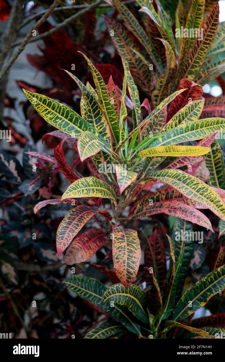 Codiaeum variegatum pot hi-res stock photography and images - Alamy