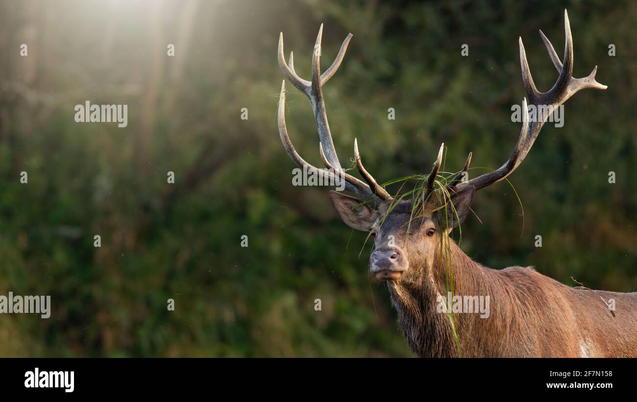 Red deer stag looking in forest with sun rays in background Stock Photo ...