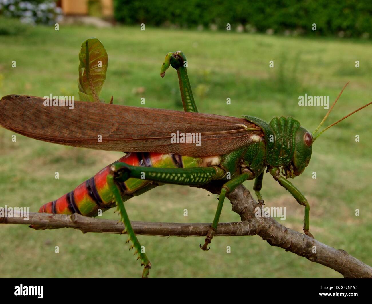 salvador, bahia / brazil - december 4, 2010: grasshopper insect is seen ...