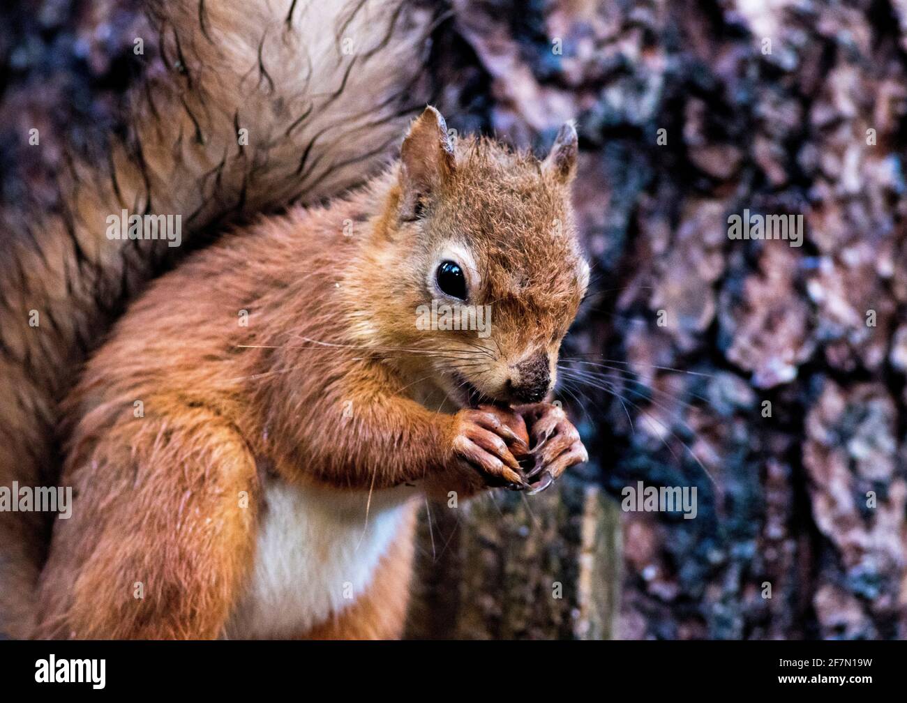 Red Squirrels, Scotland Stock Photo - Alamy
