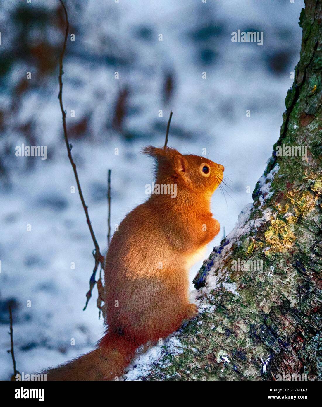 Eurasian red squirrel winter nest hi-res stock photography and images ...