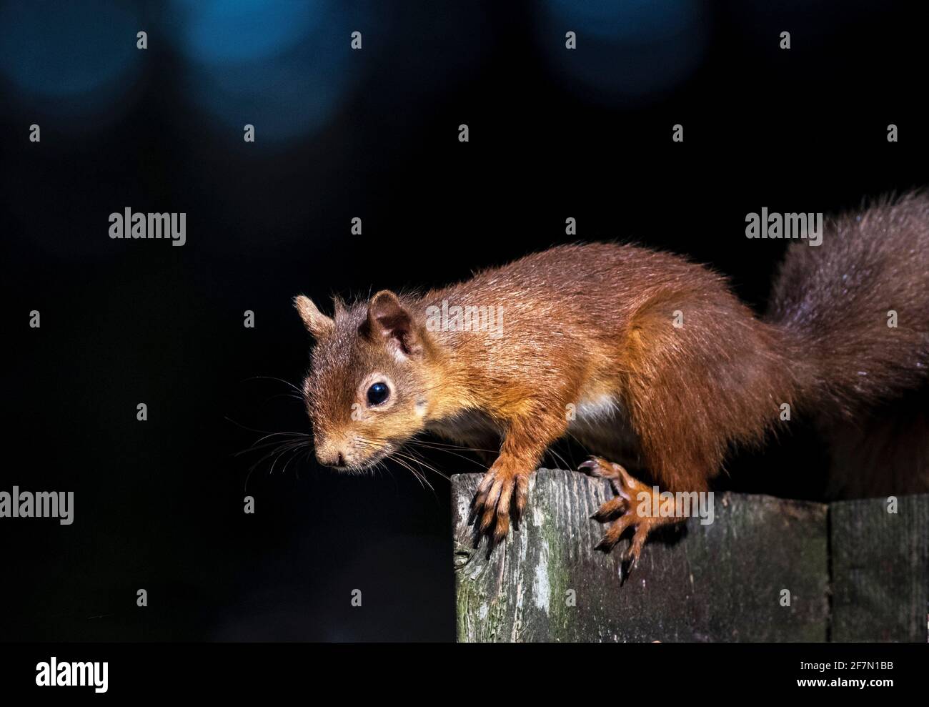 Red Squirrels, Scotland Stock Photo - Alamy