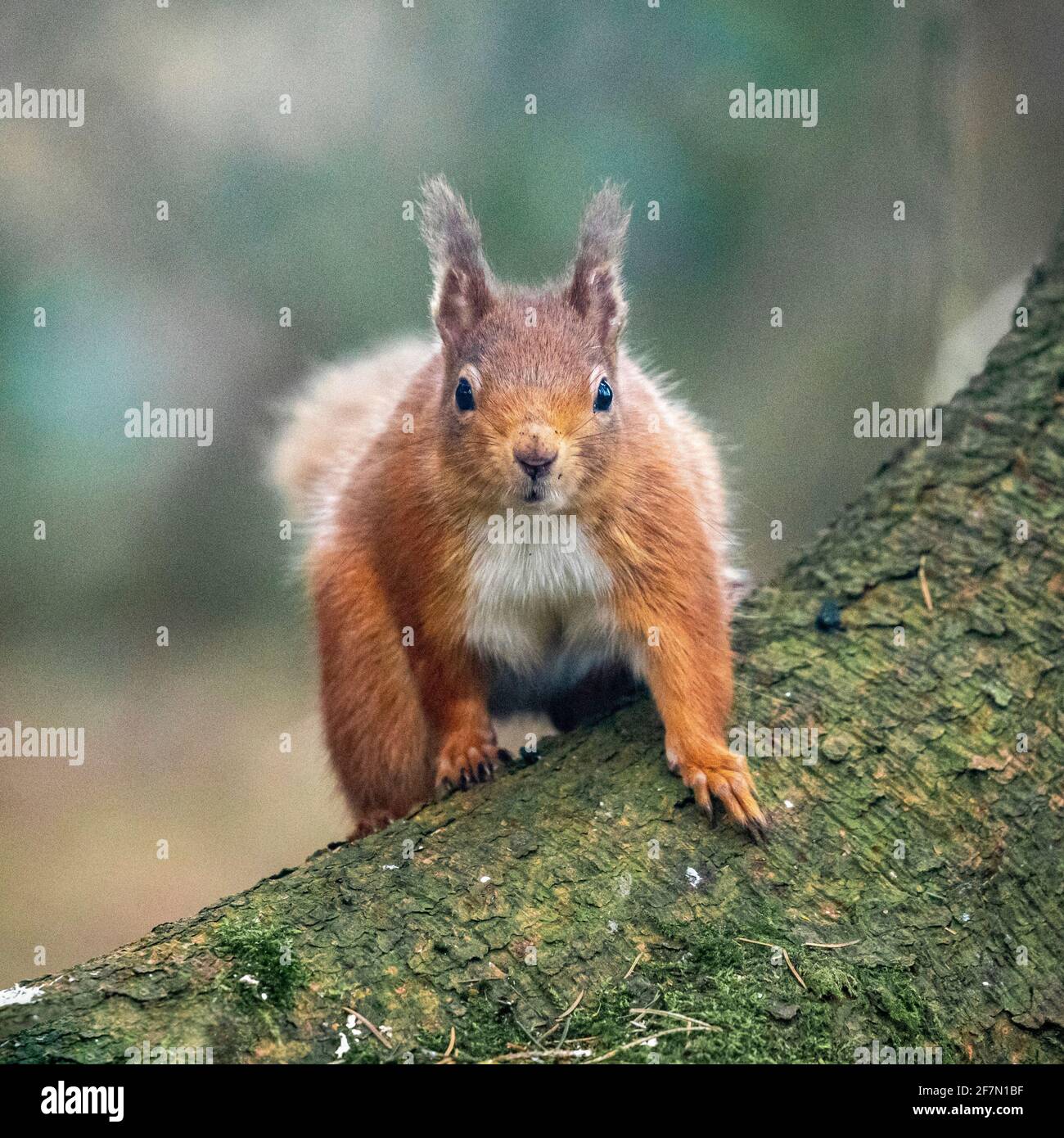 Red Squirrels, Scotland Stock Photo - Alamy