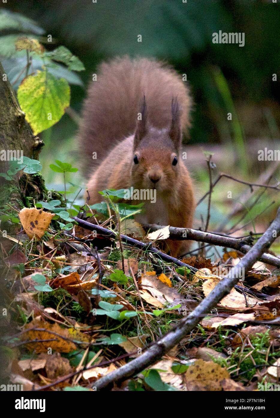 Impact on red squirrels hi-res stock photography and images - Alamy