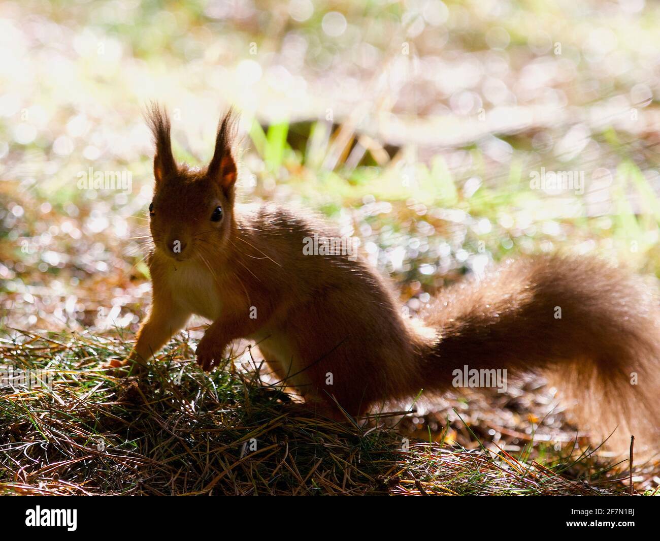 Red Squirrels, Scotland Stock Photo - Alamy