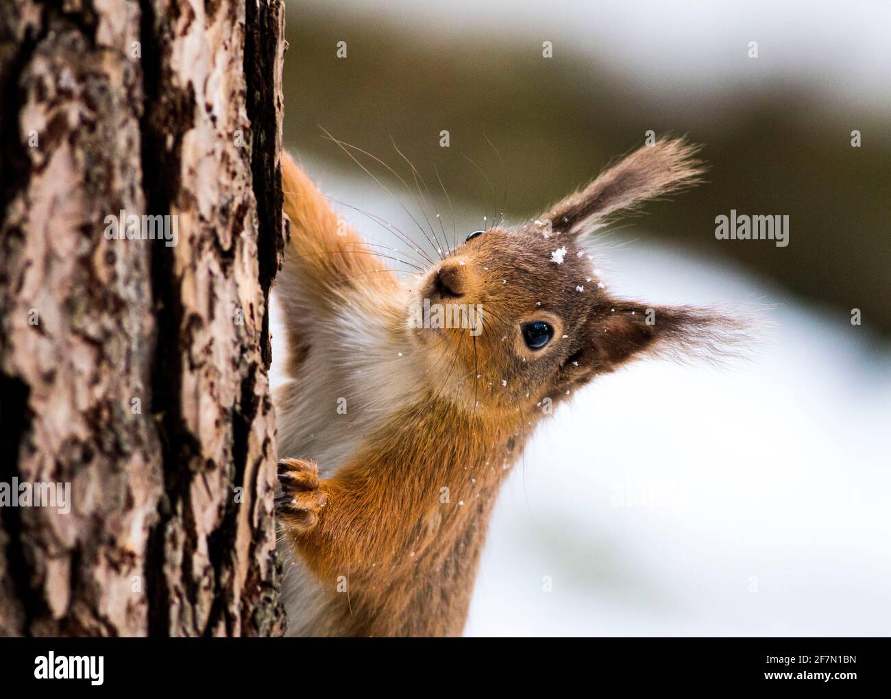 Red Squirrels, Scotland Stock Photo - Alamy