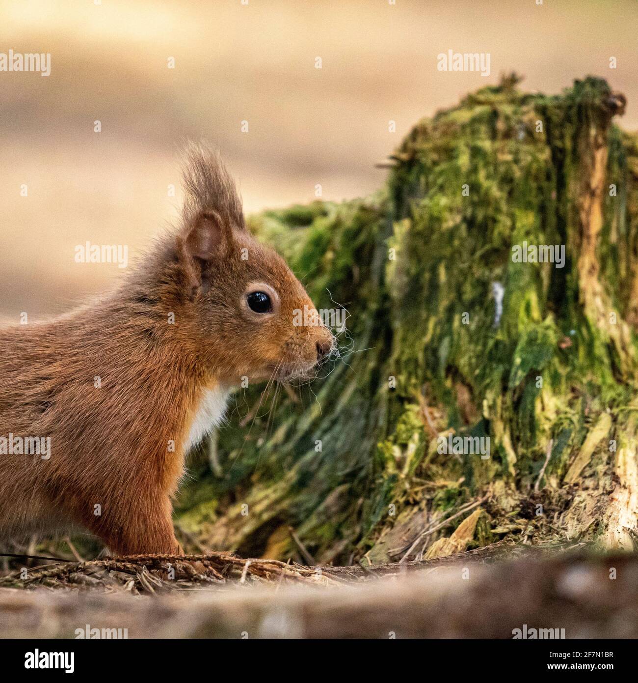 Red Squirrels, Scotland Stock Photo - Alamy