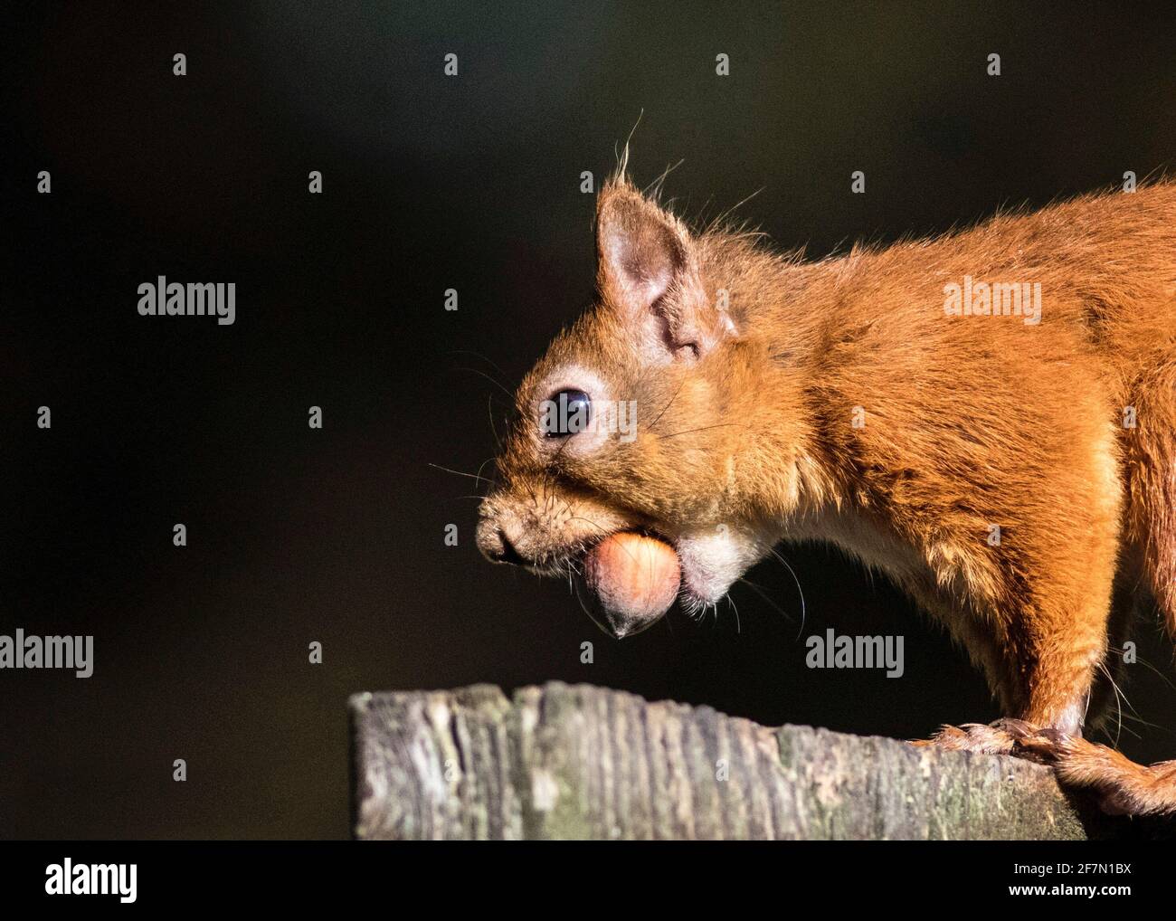Red Squirrels, Scotland Stock Photo - Alamy