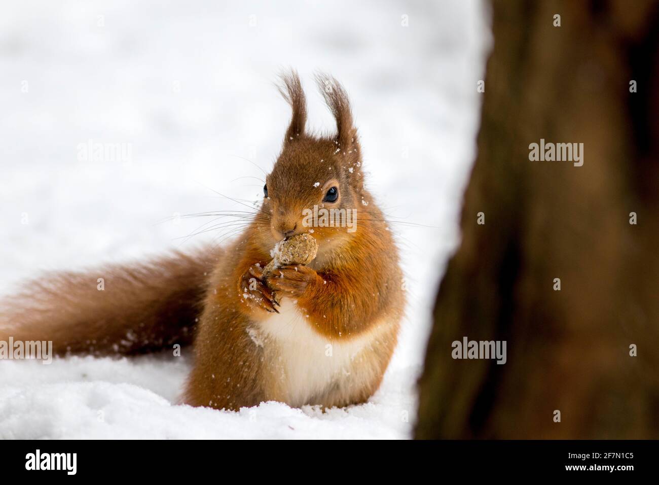 Red Squirrels, Scotland Stock Photo - Alamy