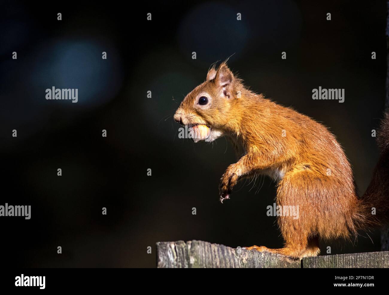 Red Squirrels, Scotland Stock Photo - Alamy