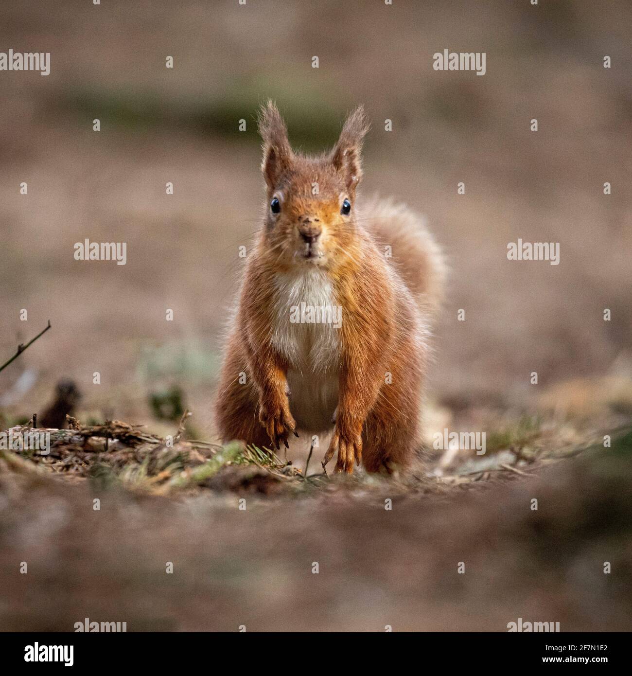 Red Squirrels, Scotland Stock Photo - Alamy