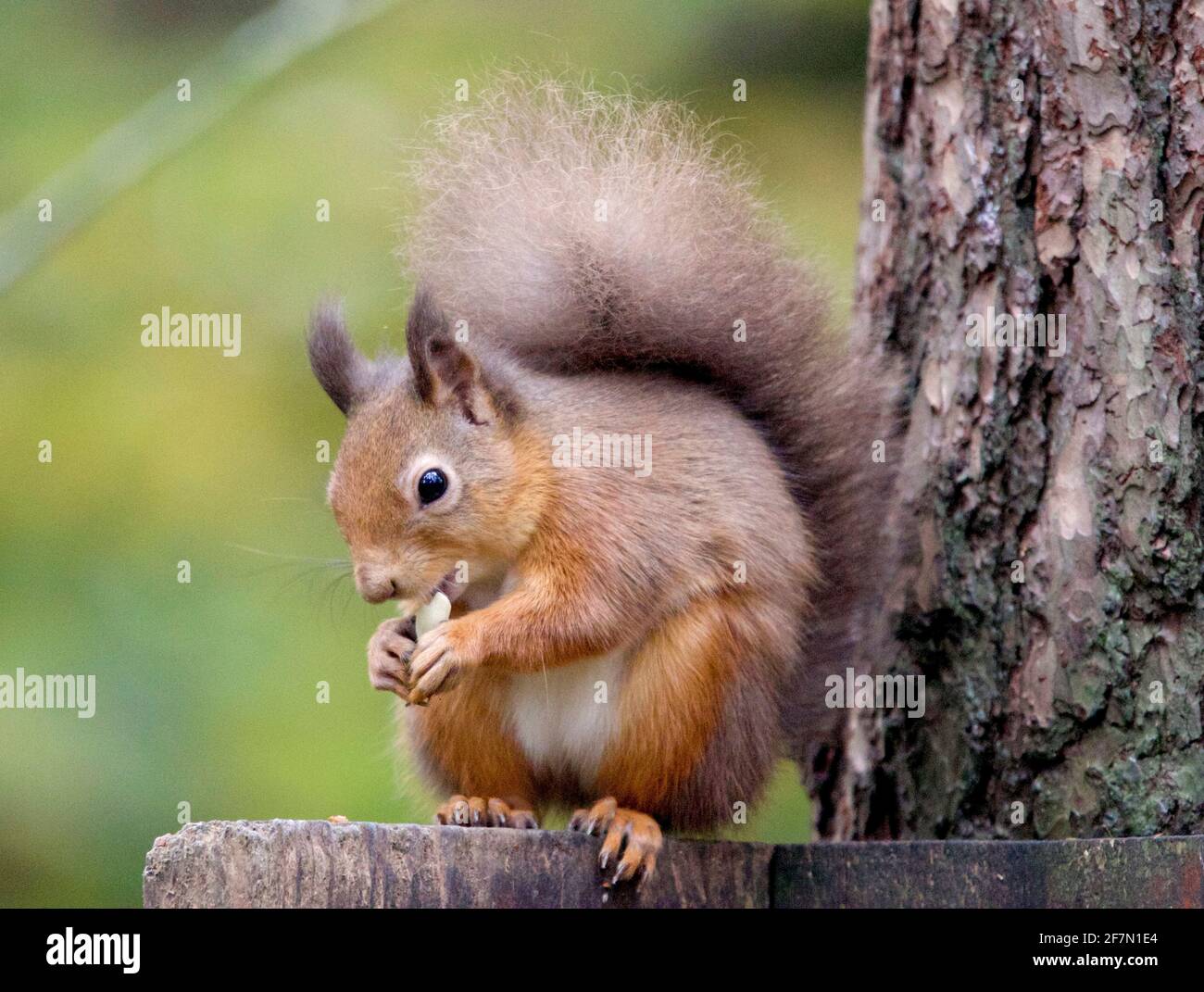 Red Squirrels, Scotland Stock Photo - Alamy