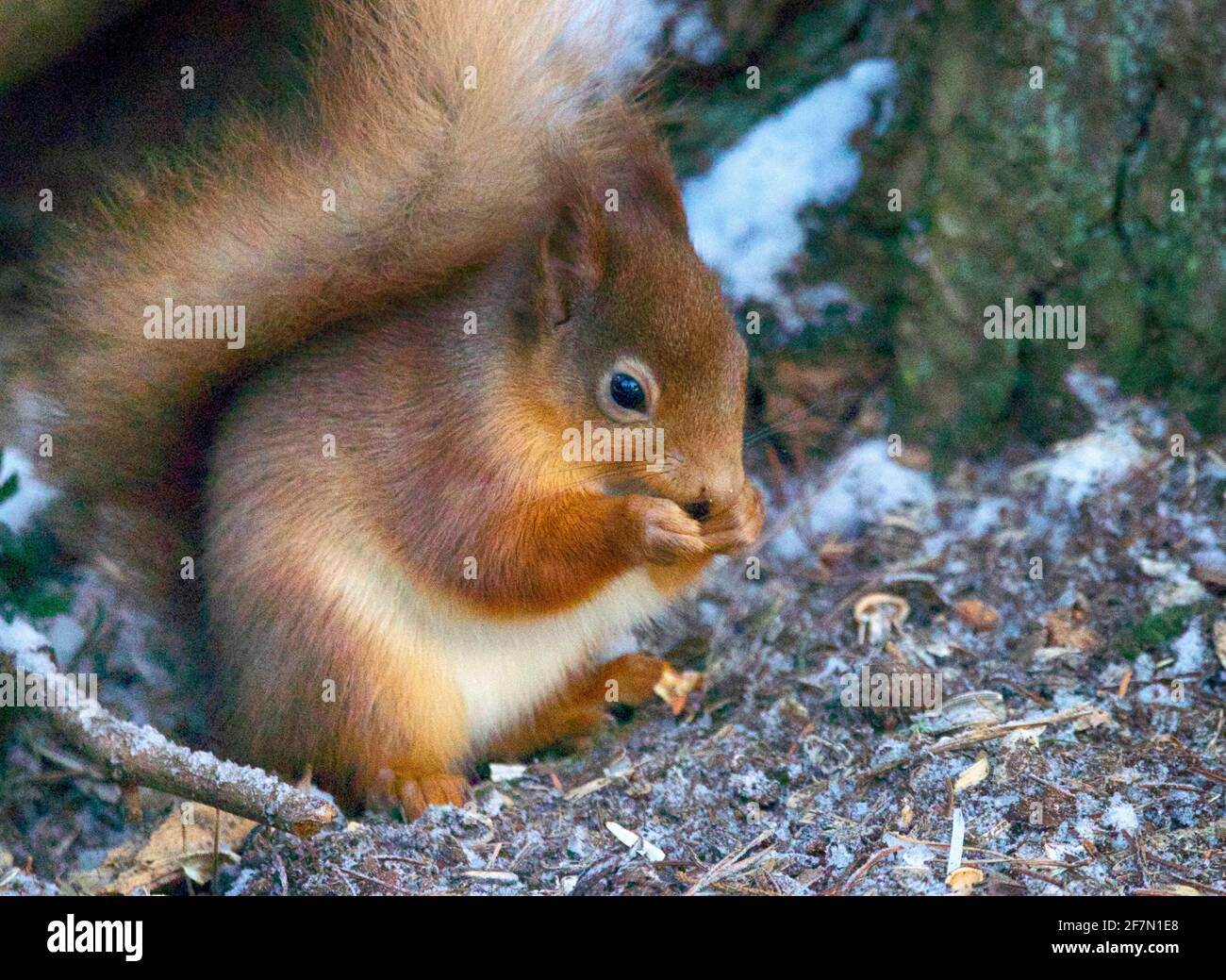 Red Squirrels, Scotland Stock Photo - Alamy