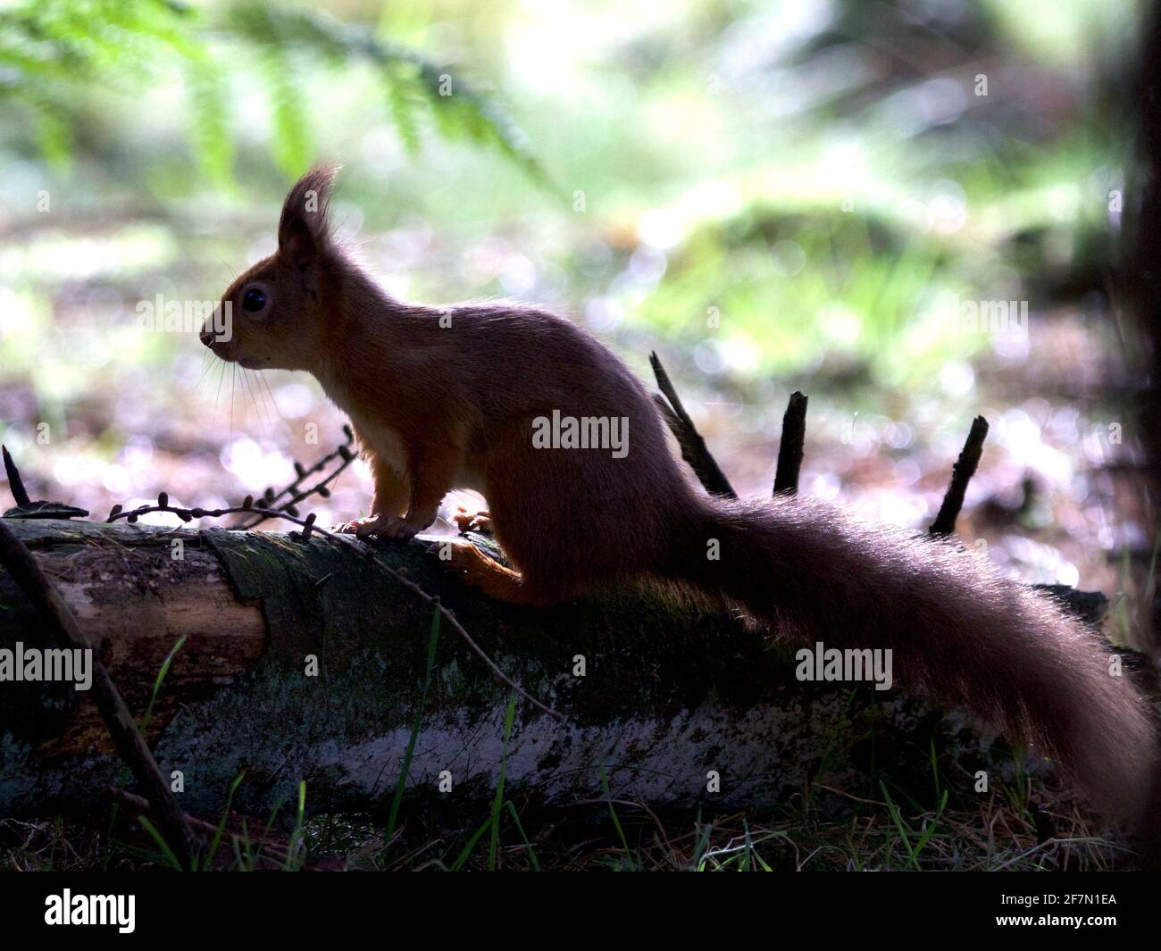 Red Squirrels, Scotland Stock Photo - Alamy