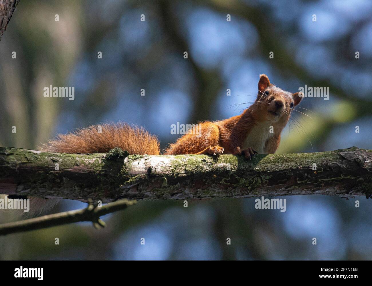 Eurasian red squirrel winter drey hi-res stock photography and images ...
