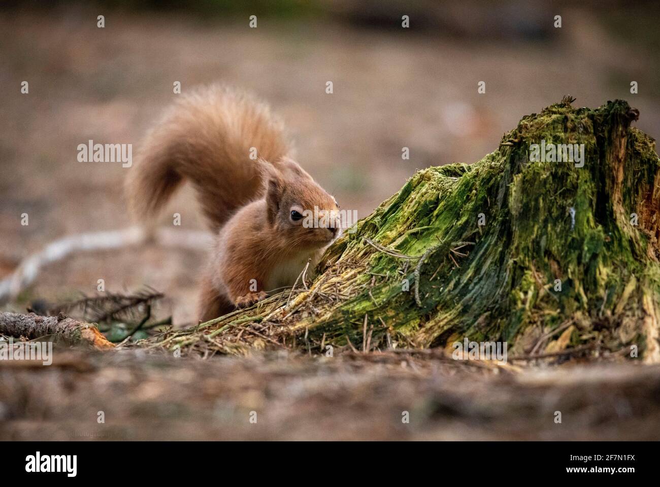 Red Squirrels, Scotland Stock Photo - Alamy