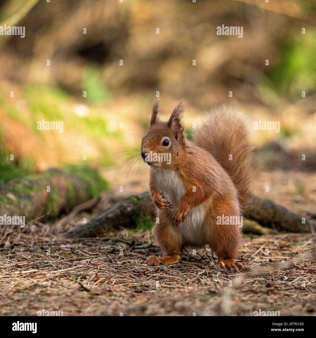 Red Squirrels, Scotland Stock Photo - Alamy