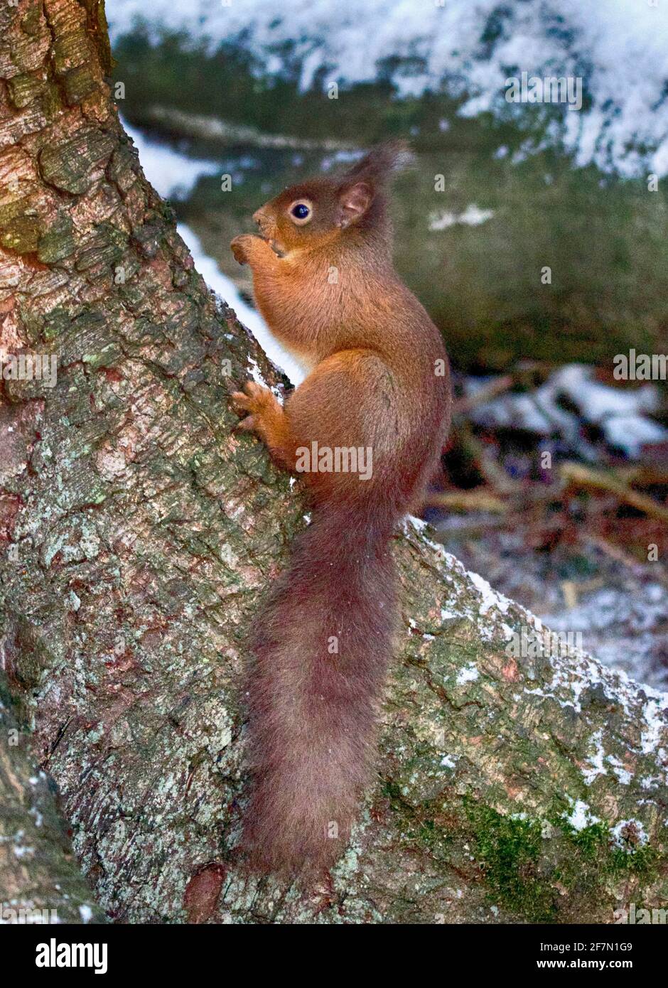 Red Squirrels, Scotland Stock Photo - Alamy