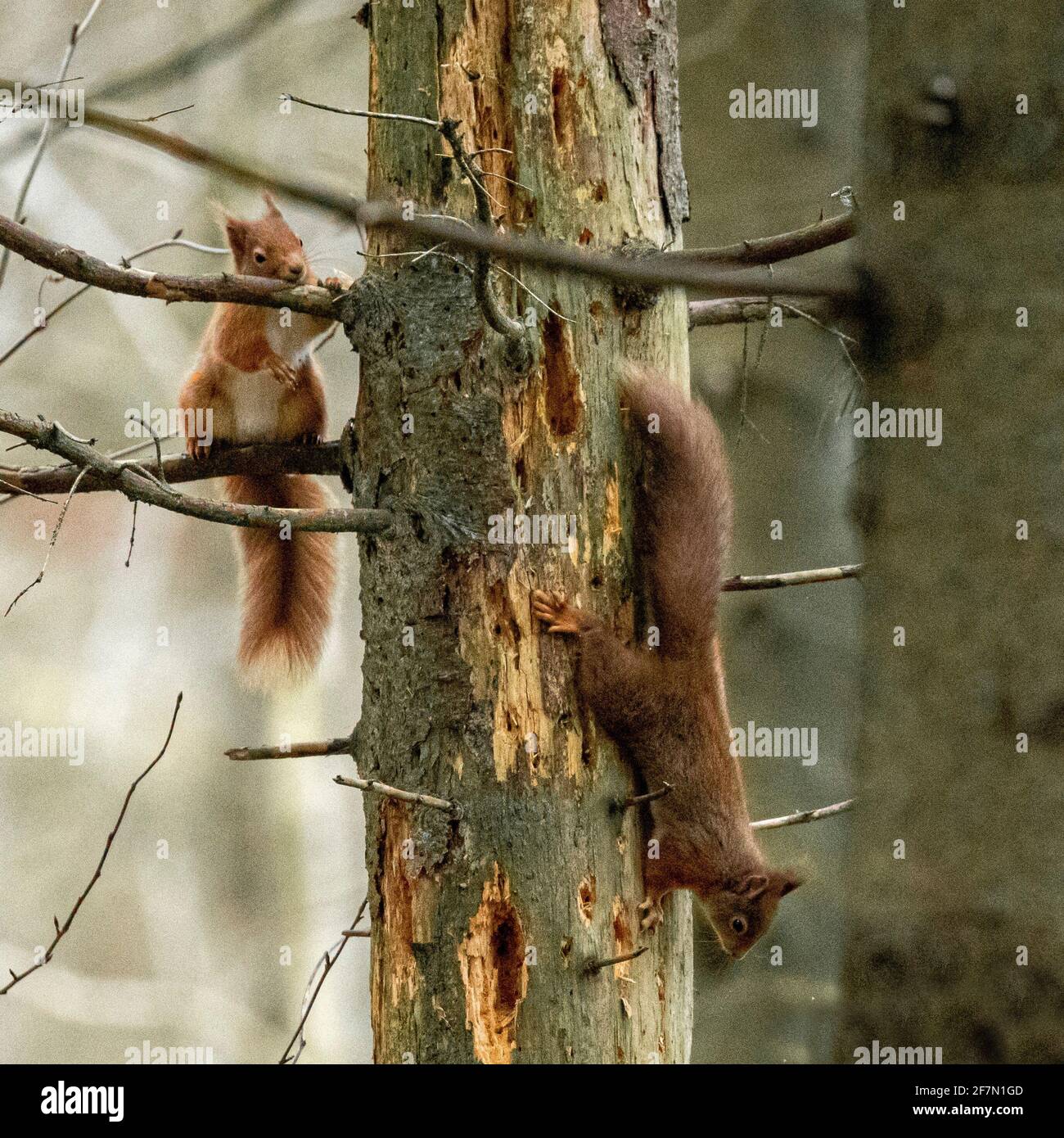 Red Squirrels, Scotland Stock Photo - Alamy