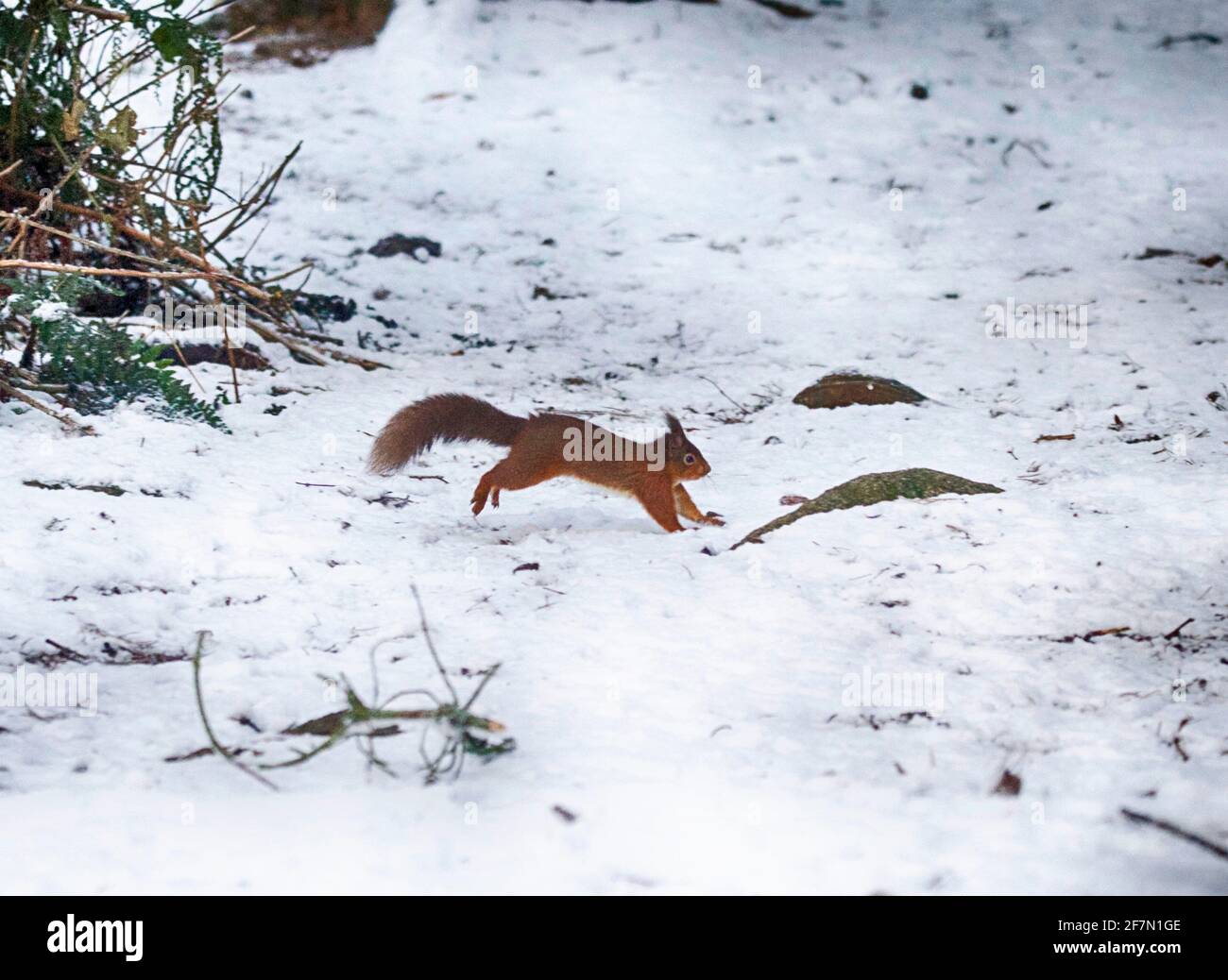 Red Squirrels, Scotland Stock Photo - Alamy