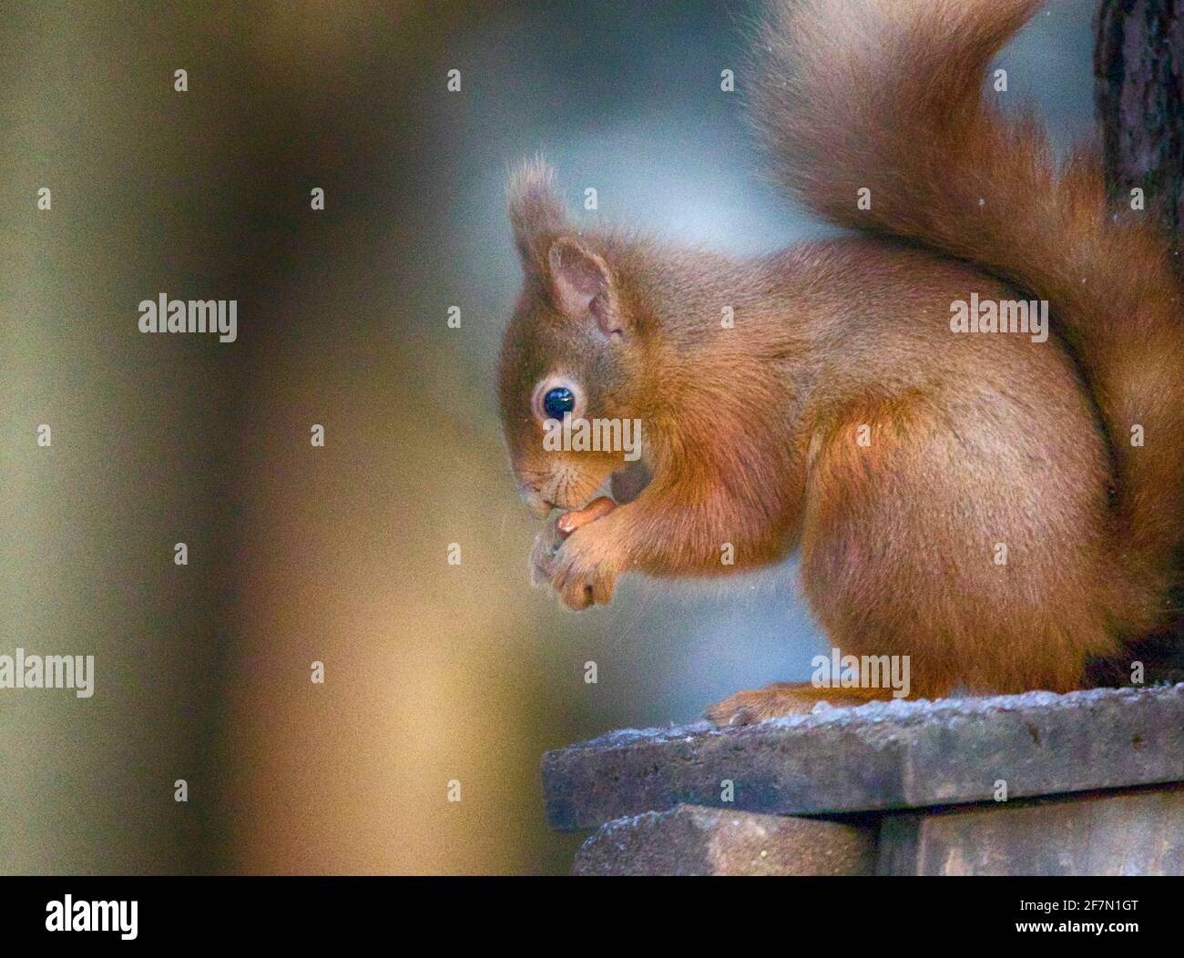 Red Squirrels, Scotland Stock Photo - Alamy