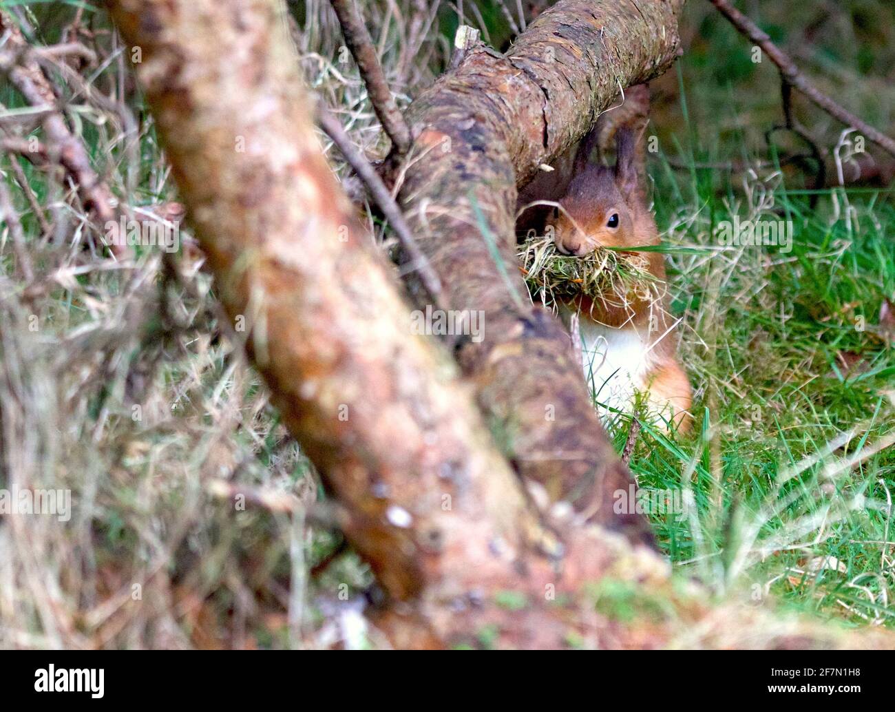 Red Squirrels, Scotland Stock Photo - Alamy