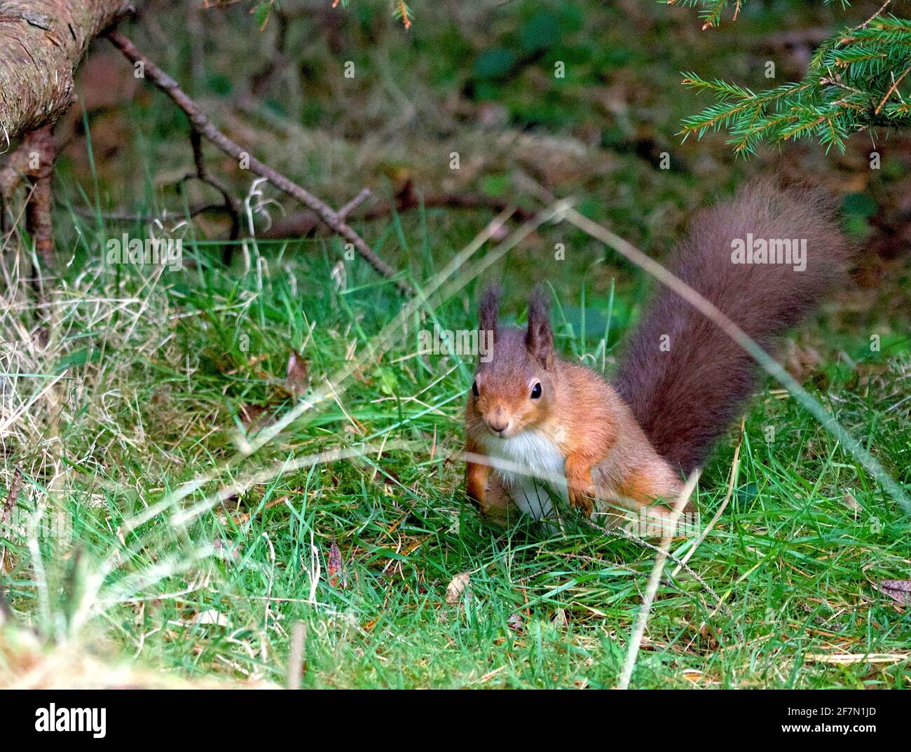 Red Squirrels, Scotland Stock Photo - Alamy