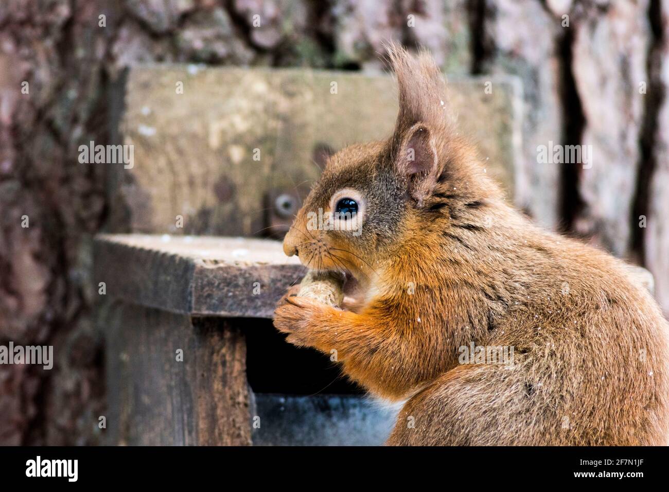 Red Squirrels, Scotland Stock Photo - Alamy