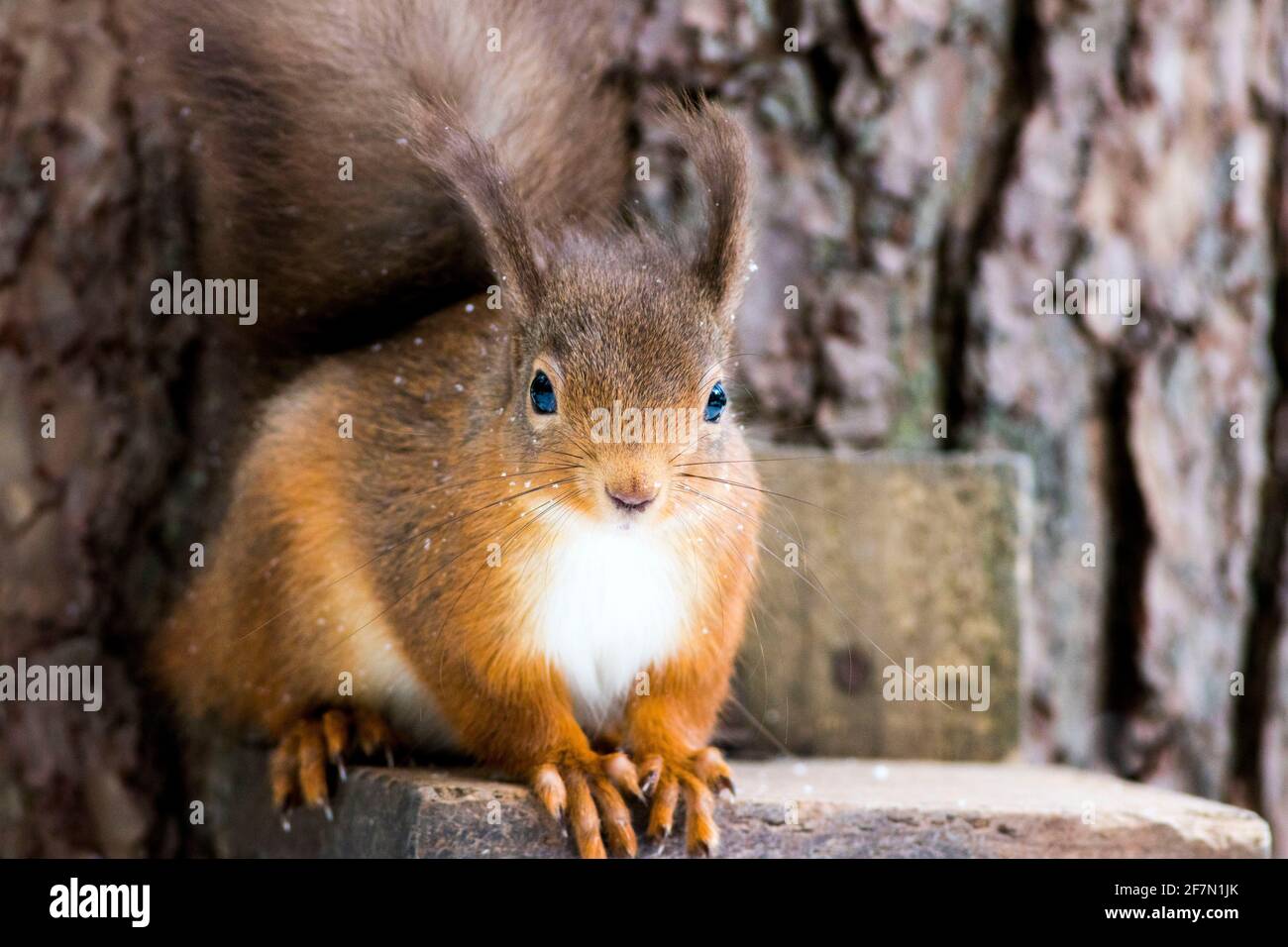 Eurasian red squirrel winter nest hi-res stock photography and images ...
