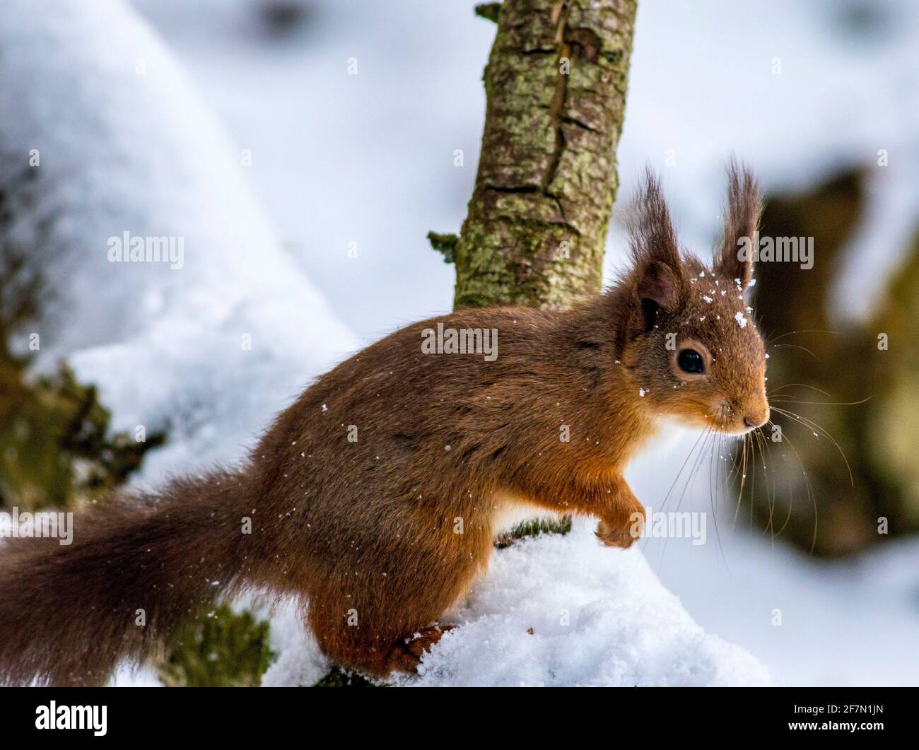 Red Squirrels, Scotland Stock Photo - Alamy