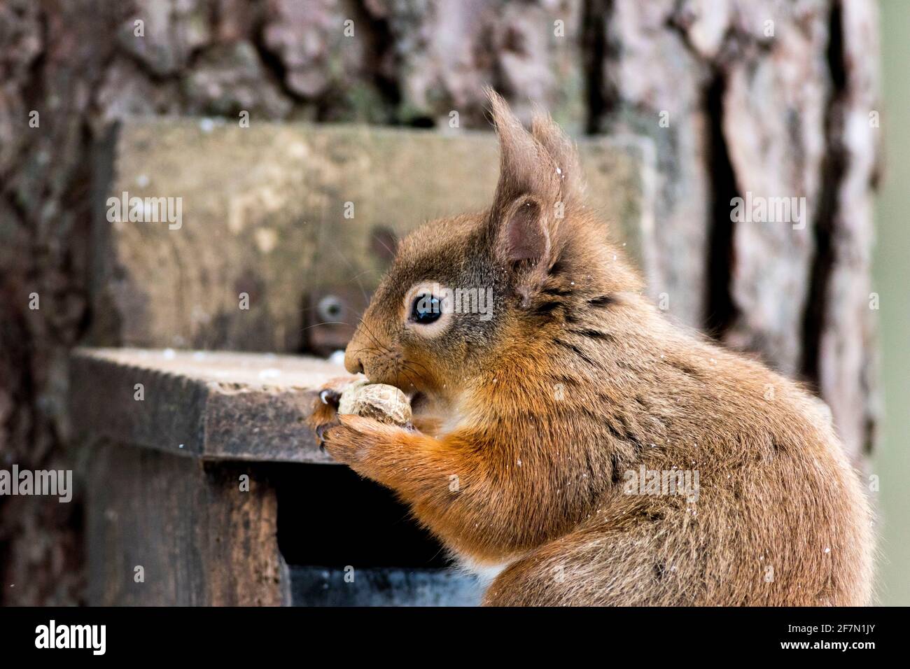 Red Squirrels, Scotland Stock Photo - Alamy