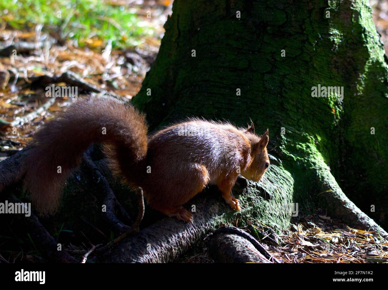 Red Squirrels, Scotland Stock Photo - Alamy