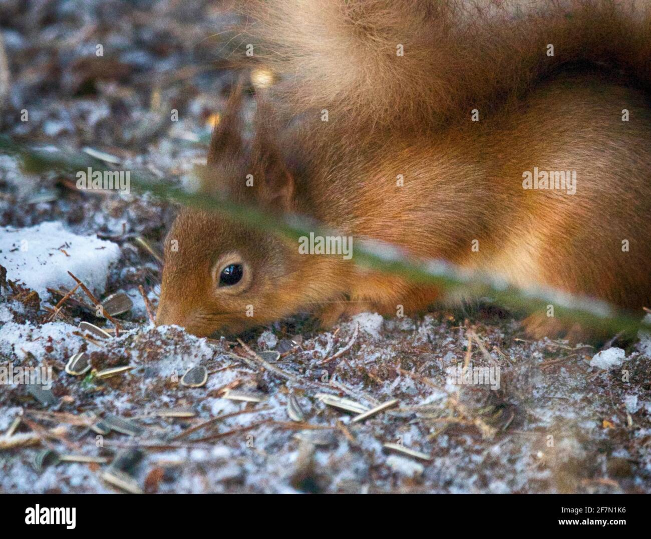Red Squirrels, Scotland Stock Photo - Alamy