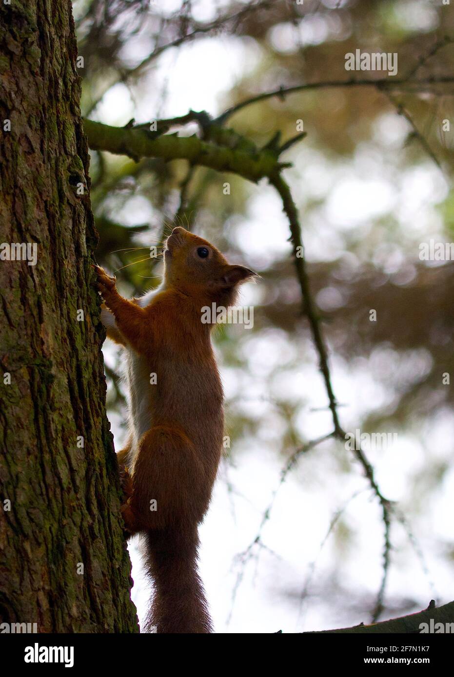 Impact on red squirrels hi-res stock photography and images - Alamy