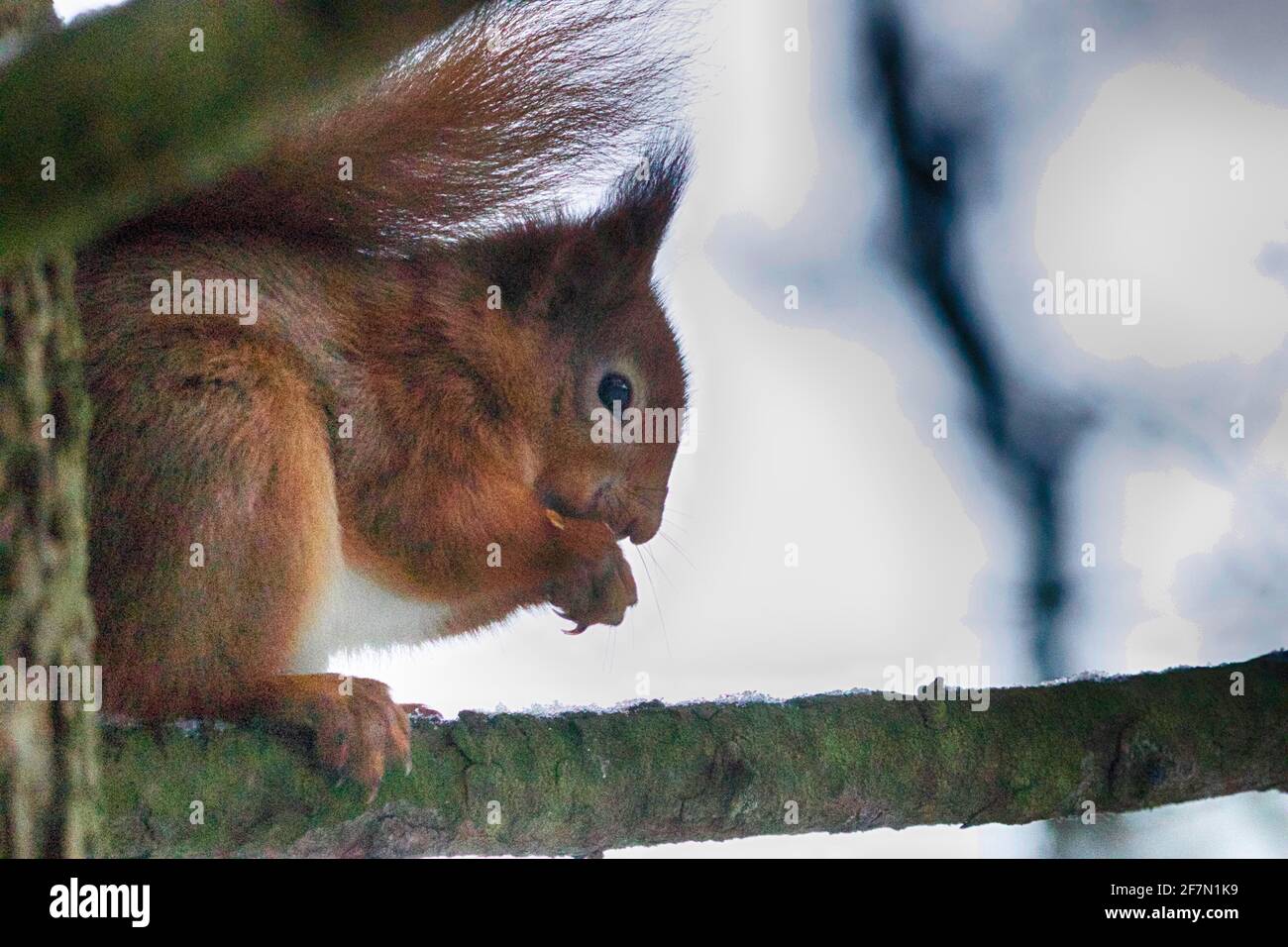 Red Squirrels, Scotland Stock Photo - Alamy